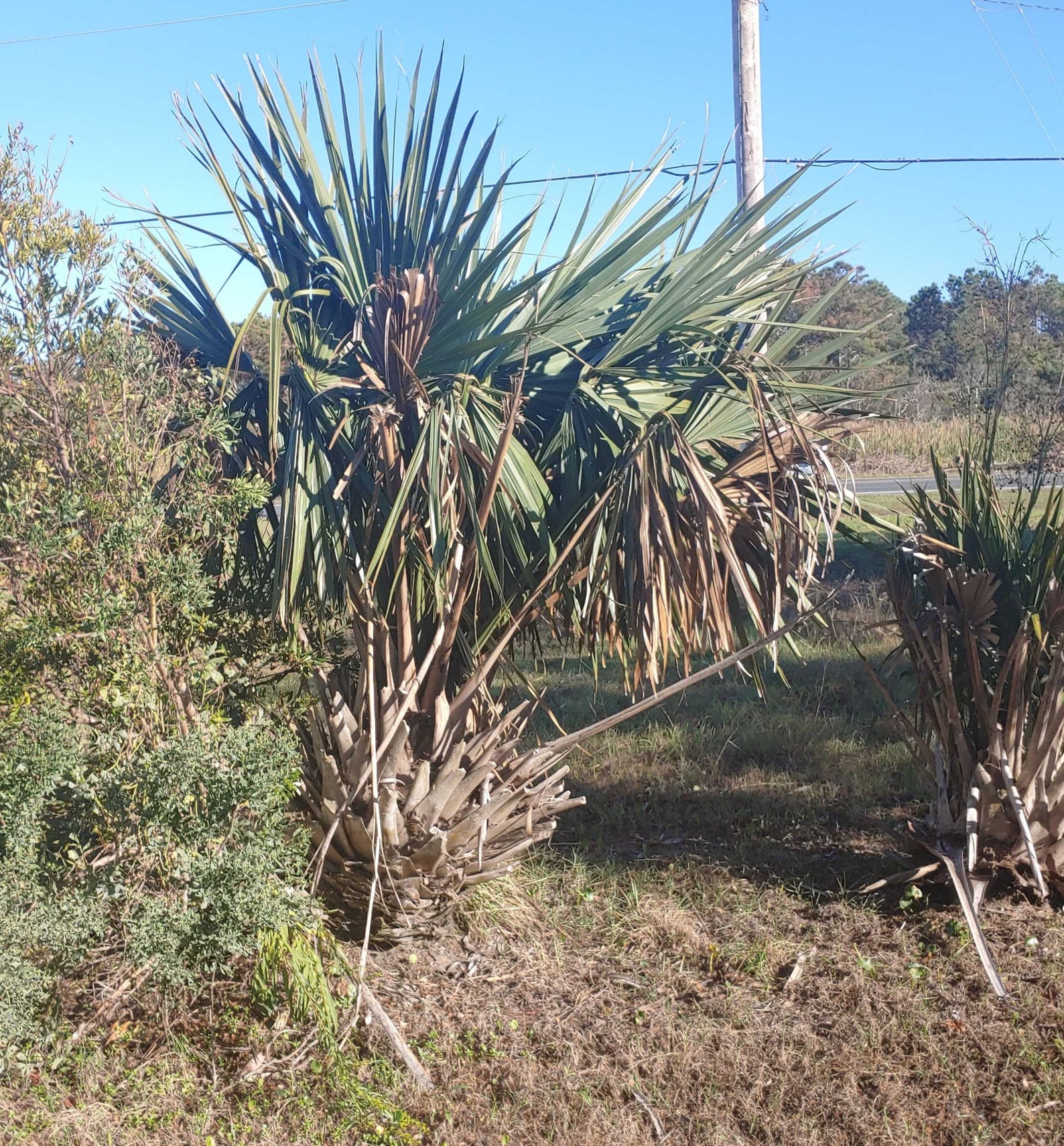 Sabal Minor 'high Desert' Palm COLD HARDY - Etsy