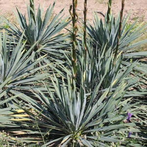Yucca Filimentosa 'excalibur' COLD HARDY - Etsy