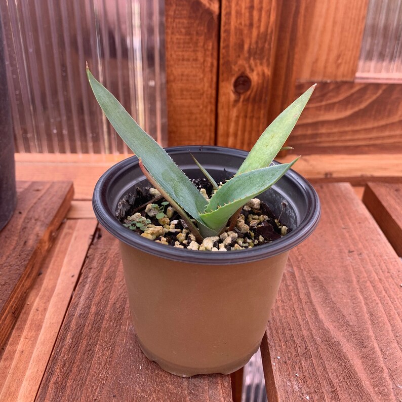 Agave Parryi 'oregon Hybrid' COLD HARDY ZONE 5 Live - Etsy