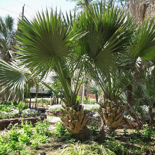 Nannorrhops Ritchiana oregon Mazari Palm' COLD HARDY Zone - Etsy