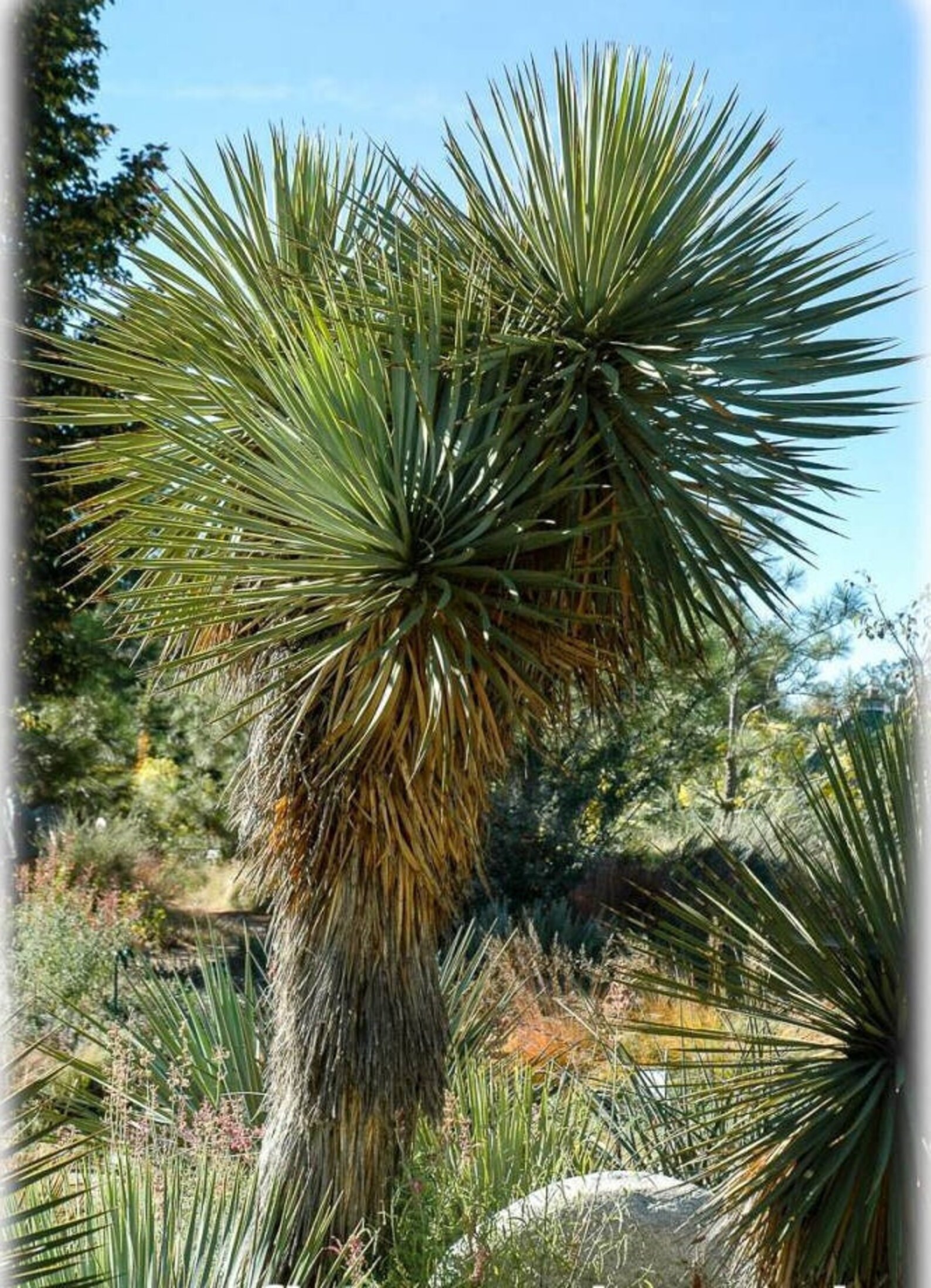 Yucca Thompsoniana 'oregon' (thompson Yucca) COLD HARDY Zone 5! Live ...