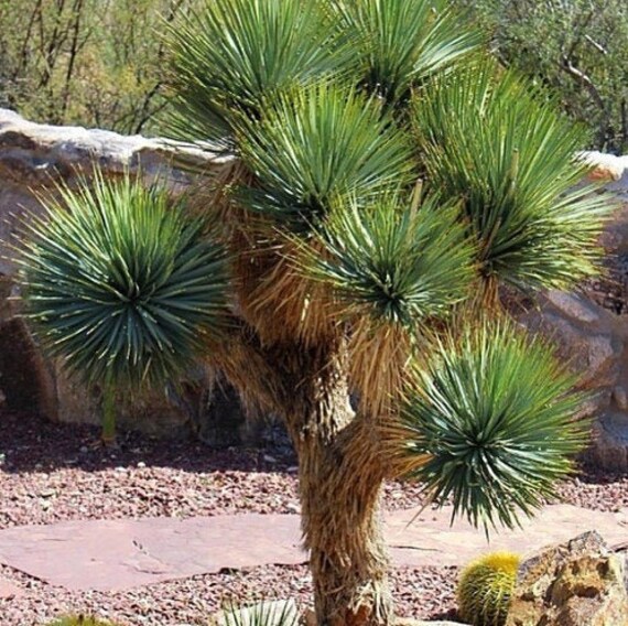 Yucca thompsoniana 'Oregon' Thompson Yucca COLD | Etsy