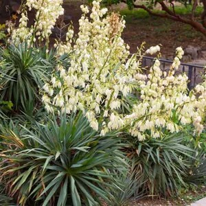 Yucca Filimentosa 'excalibur' COLD HARDY - Etsy