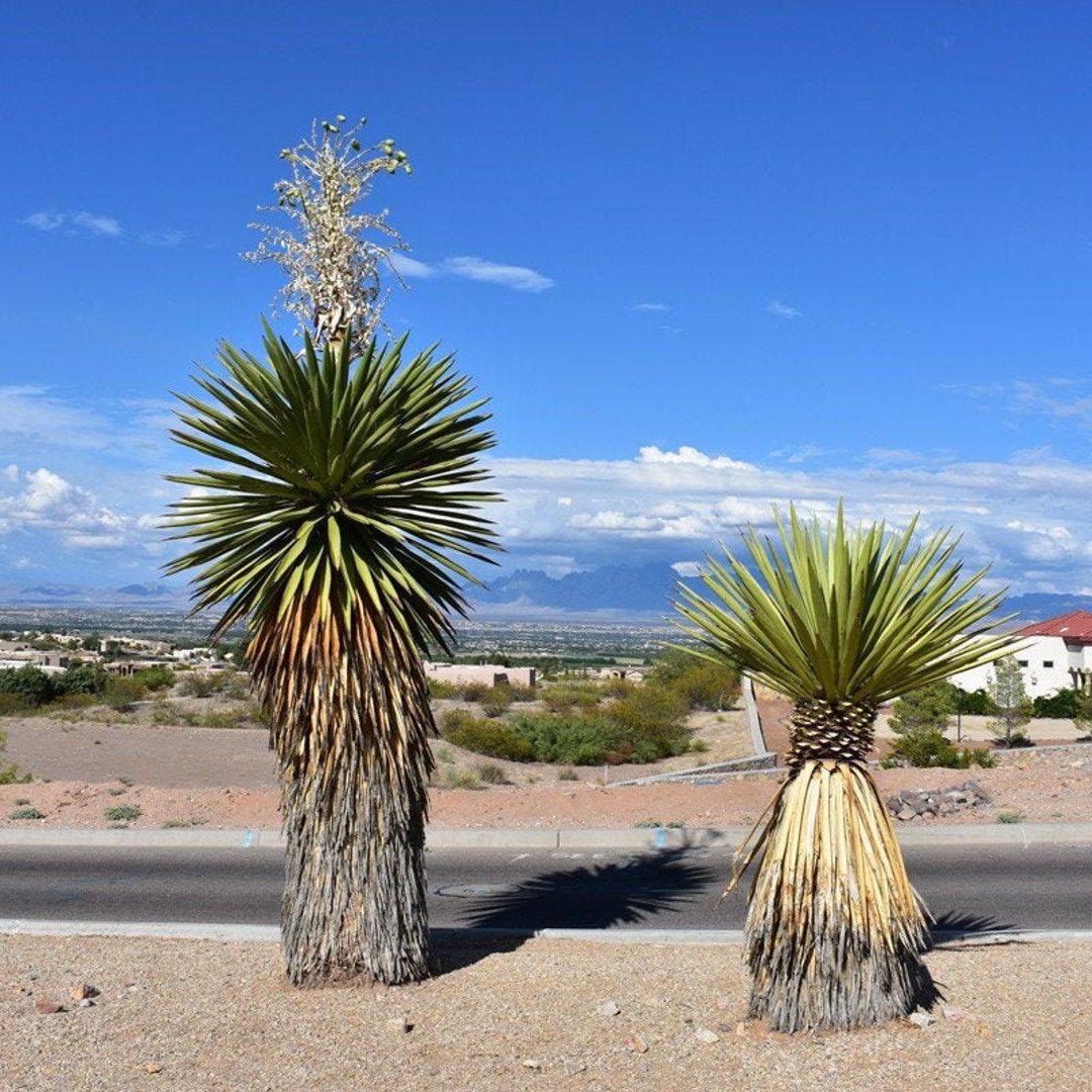 Yucca Faxoniana giant Spanish Dagger COLD HARDY Zone 5 - Etsy