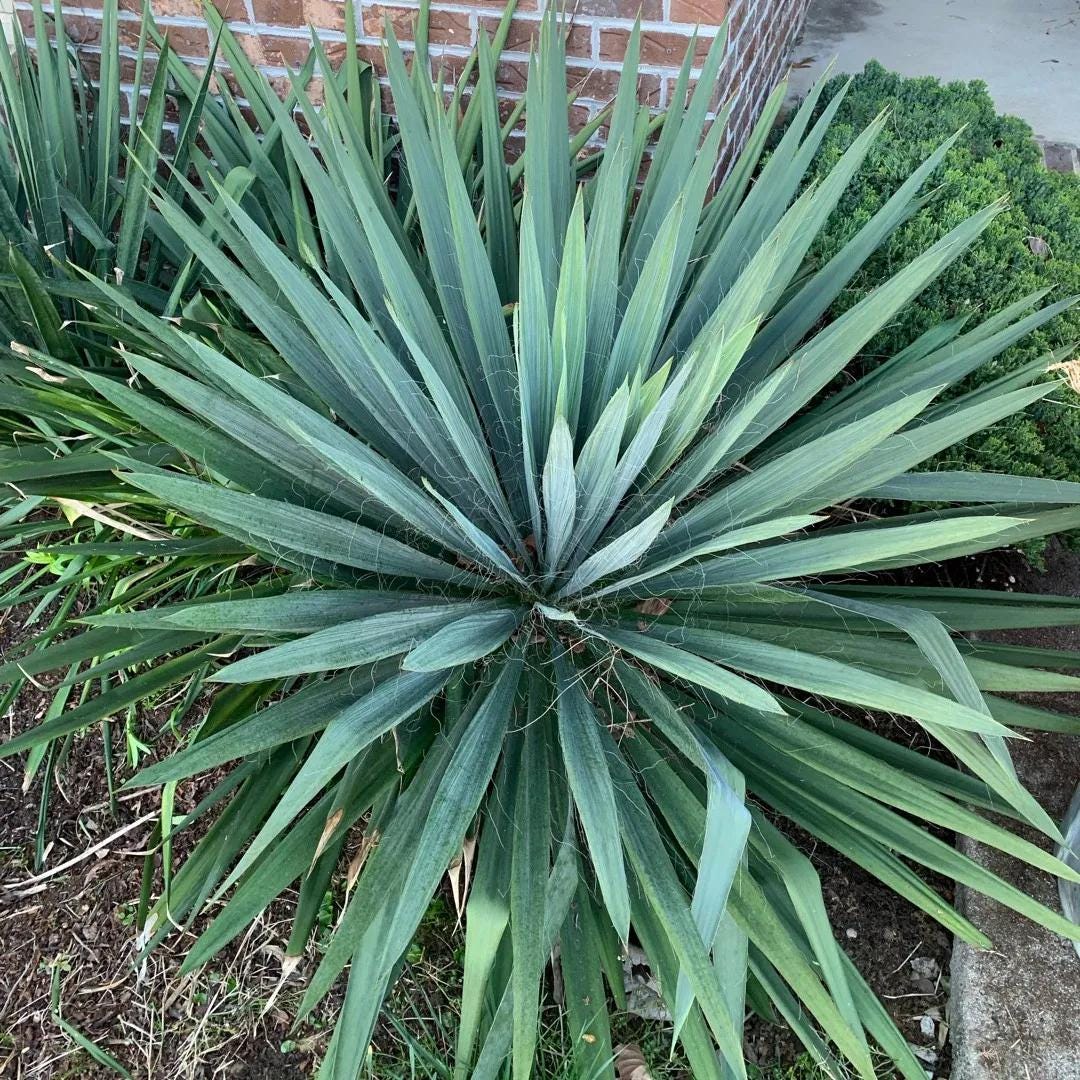 Yucca Filimentosa 'excalibur' COLD HARDY - Etsy