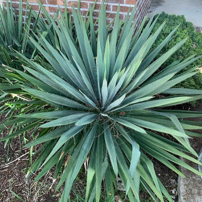 Yucca Filimentosa 'excalibur' COLD HARDY - Etsy