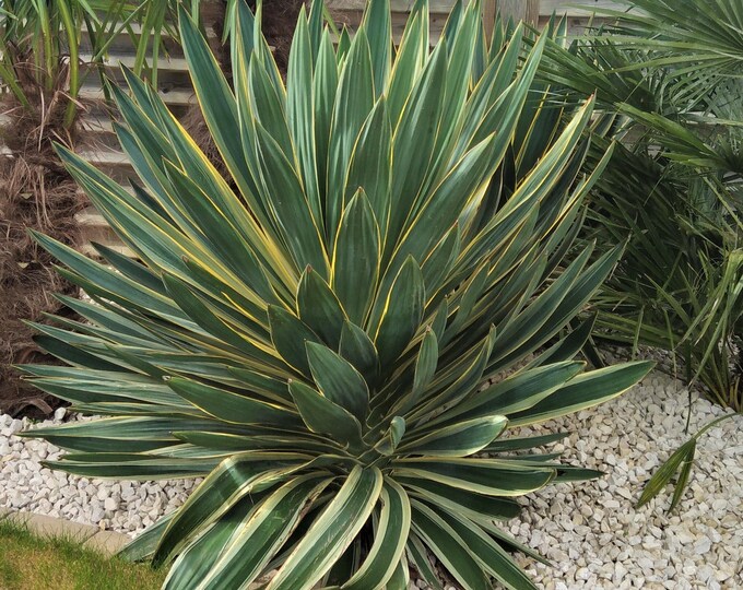 Yucca Gloriosa 'variegata' Spanish Dagger COLD HARDY - Etsy