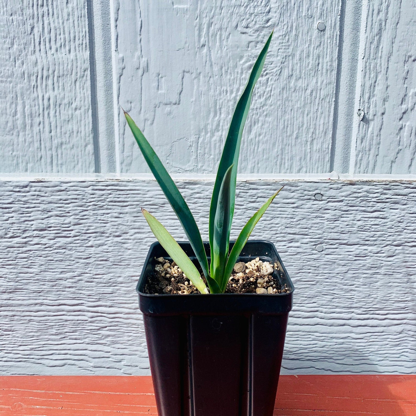 Yucca faxoniana Giant Spanish Dagger COLD HARDY zone 5 | Etsy