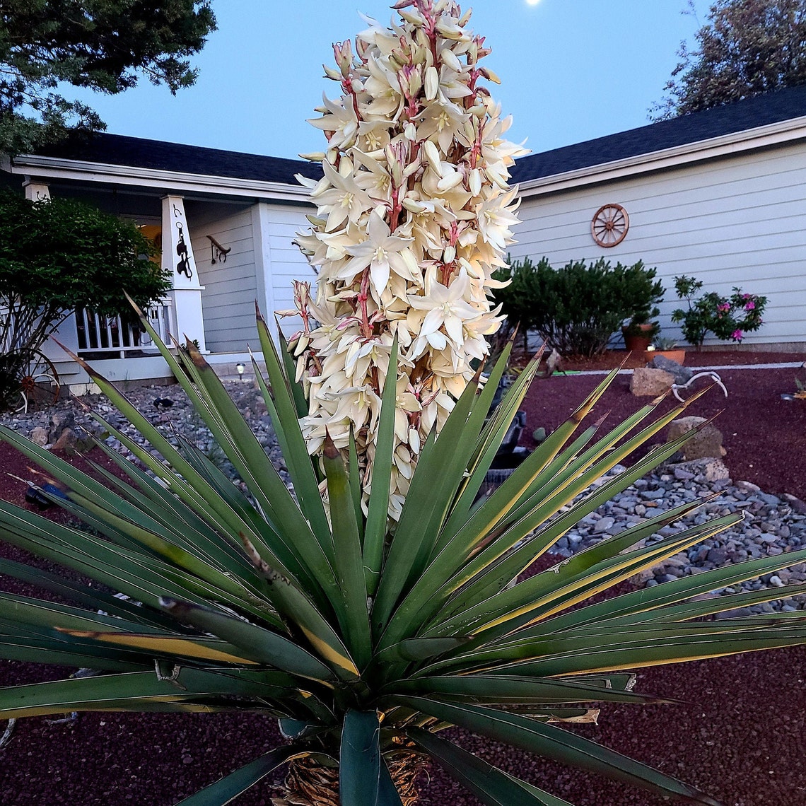 Yucca Faxoniana giant Spanish Dagger COLD HARDY Zone 5 | Etsy