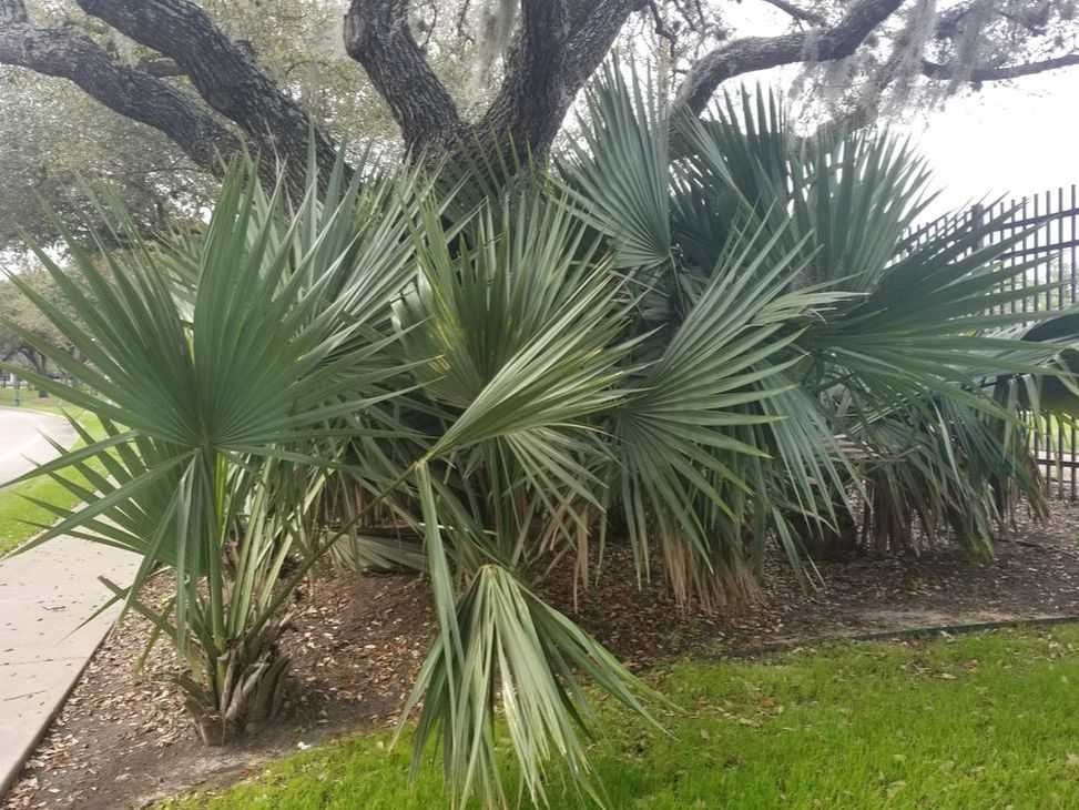 Sabal Minor 'high Desert' Palm COLD HARDY - Etsy