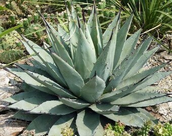 Cold Hardy Agave - Etsy