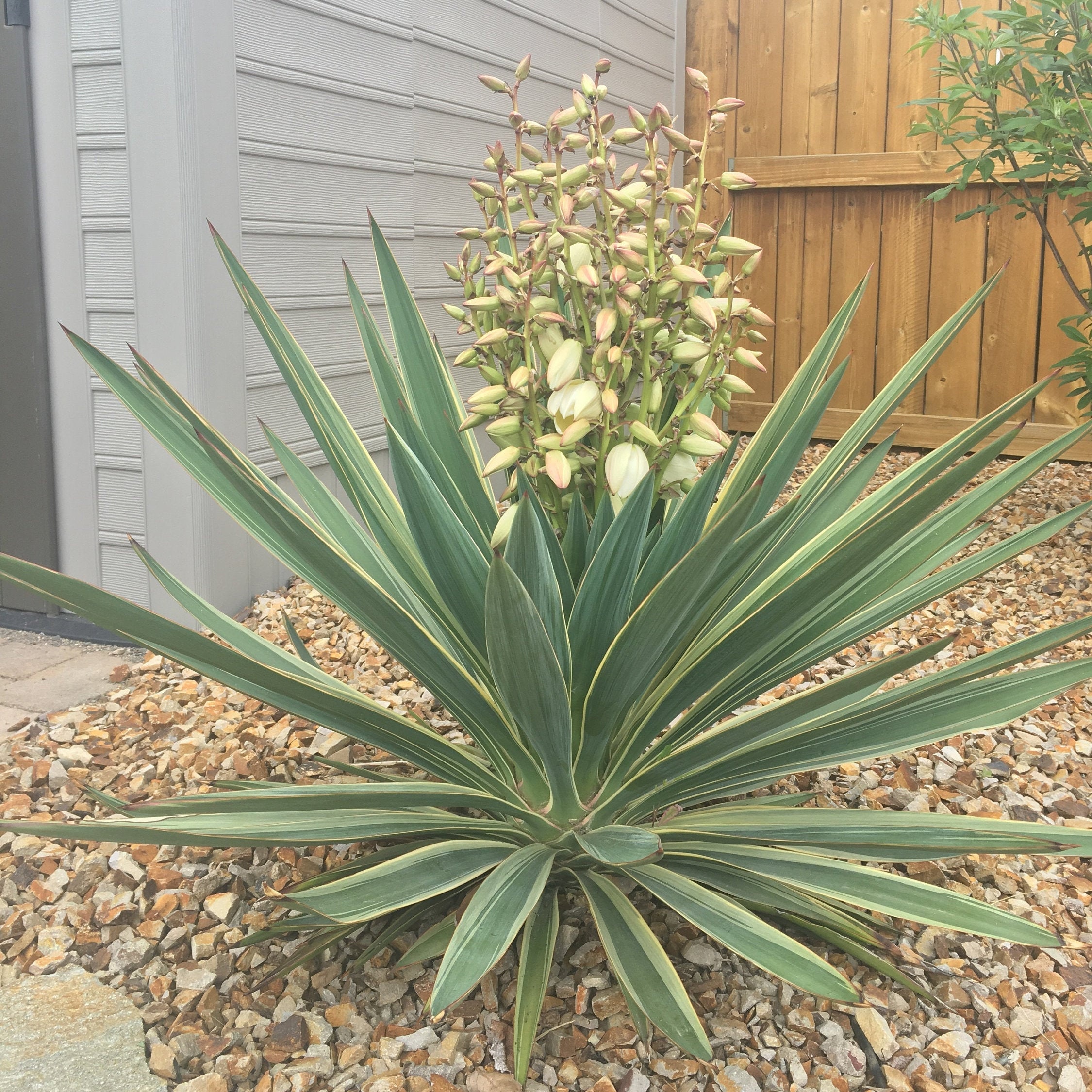 Yucca gloriosa 'Variegata' Spanish Dagger COLD HARDY | Etsy