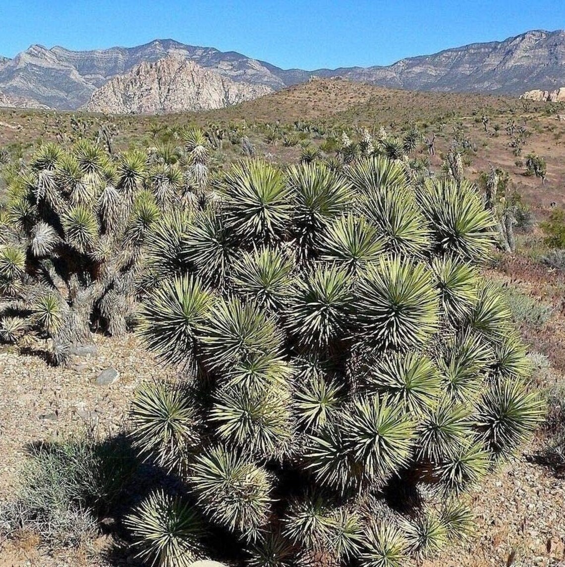 Yucca brevifolia 'Jaegeriana' Compact Joshua Tree | Etsy