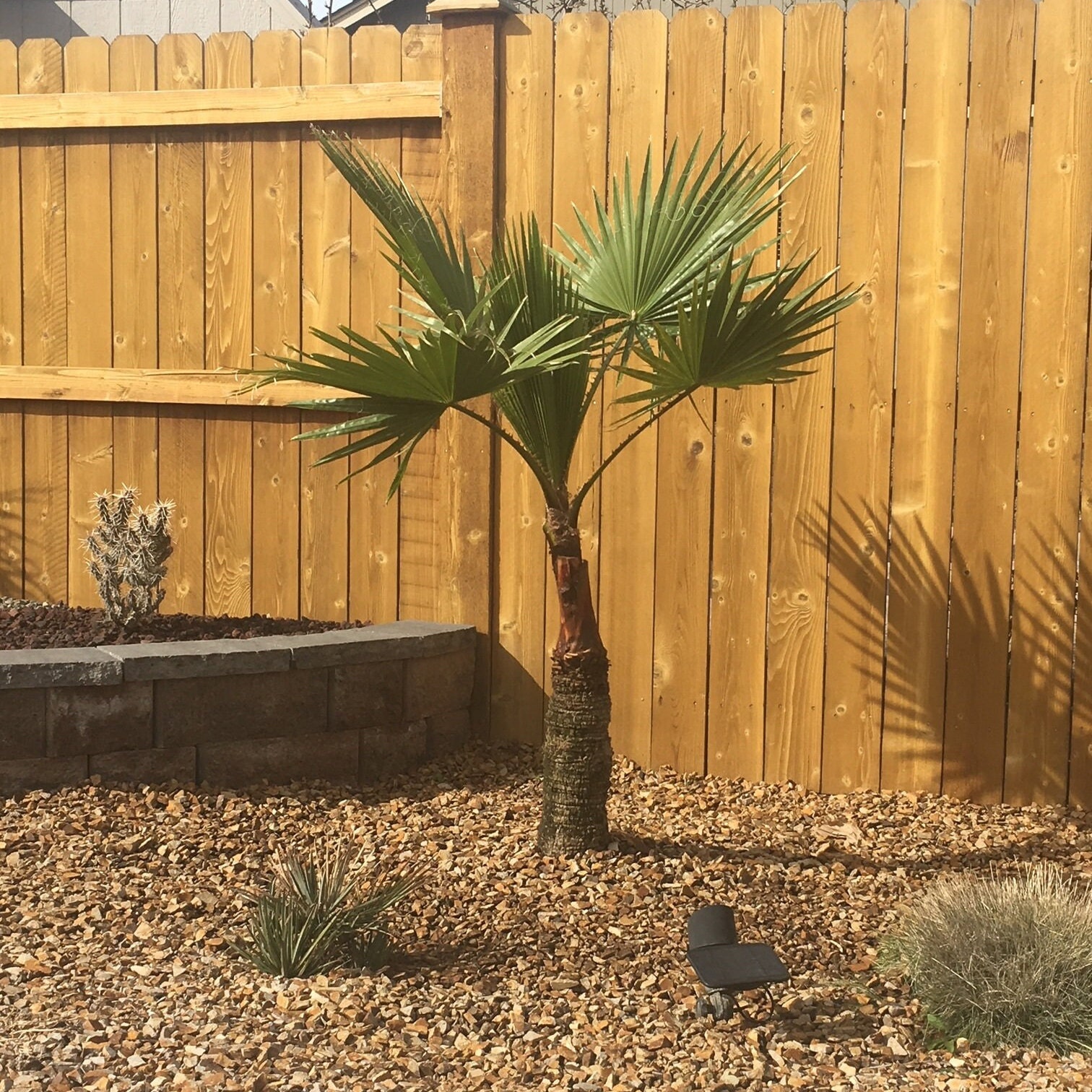 Washingtonia Filibusta oregon High Desert' COLD HARDY - Etsy