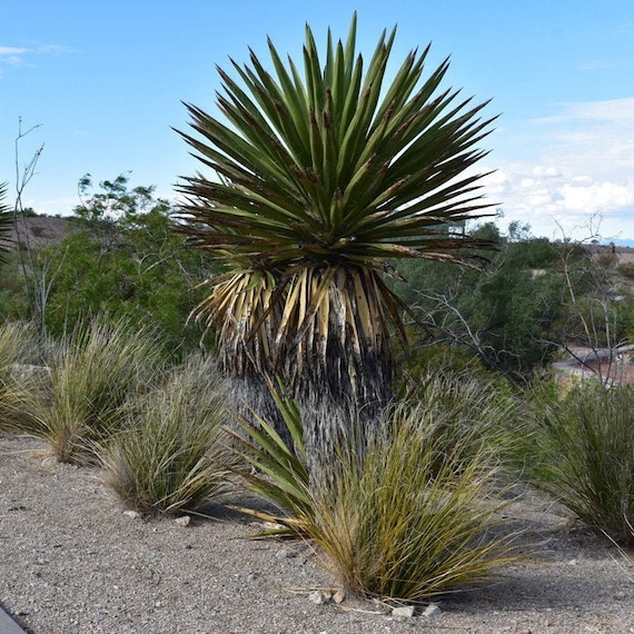Yucca Faxoniana