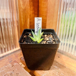 Agave Lechuguilla 'shin Dagger" COLD HARDY ZONE 6 - Live Plant! - Etsy