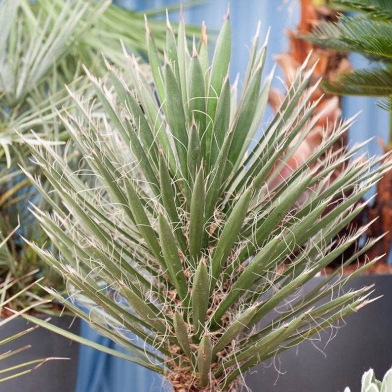 Yucca Filifera 'mexican Tree Yucca' COLD HARDY Oregon - Etsy