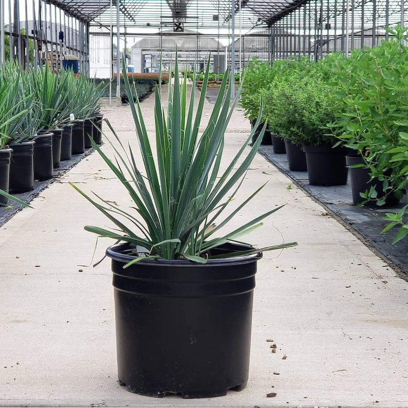 Yucca Filimentosa 'excalibur' COLD HARDY - Etsy