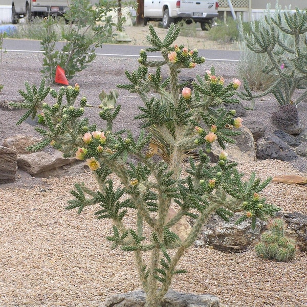 Cholla Cactus - Etsy