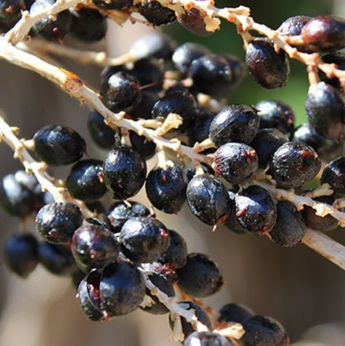 Washingtonia Filibusta oregon High Desert' COLD HARDY - Etsy