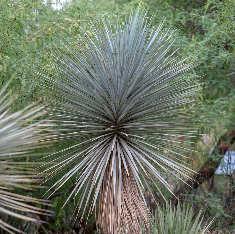 Yucca Rigida Oregon 'blue Yucca' COLD HARDY Zone 5 - Etsy
