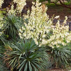 Yucca Filimentosa 'excalibur' COLD HARDY Seeds! - Etsy