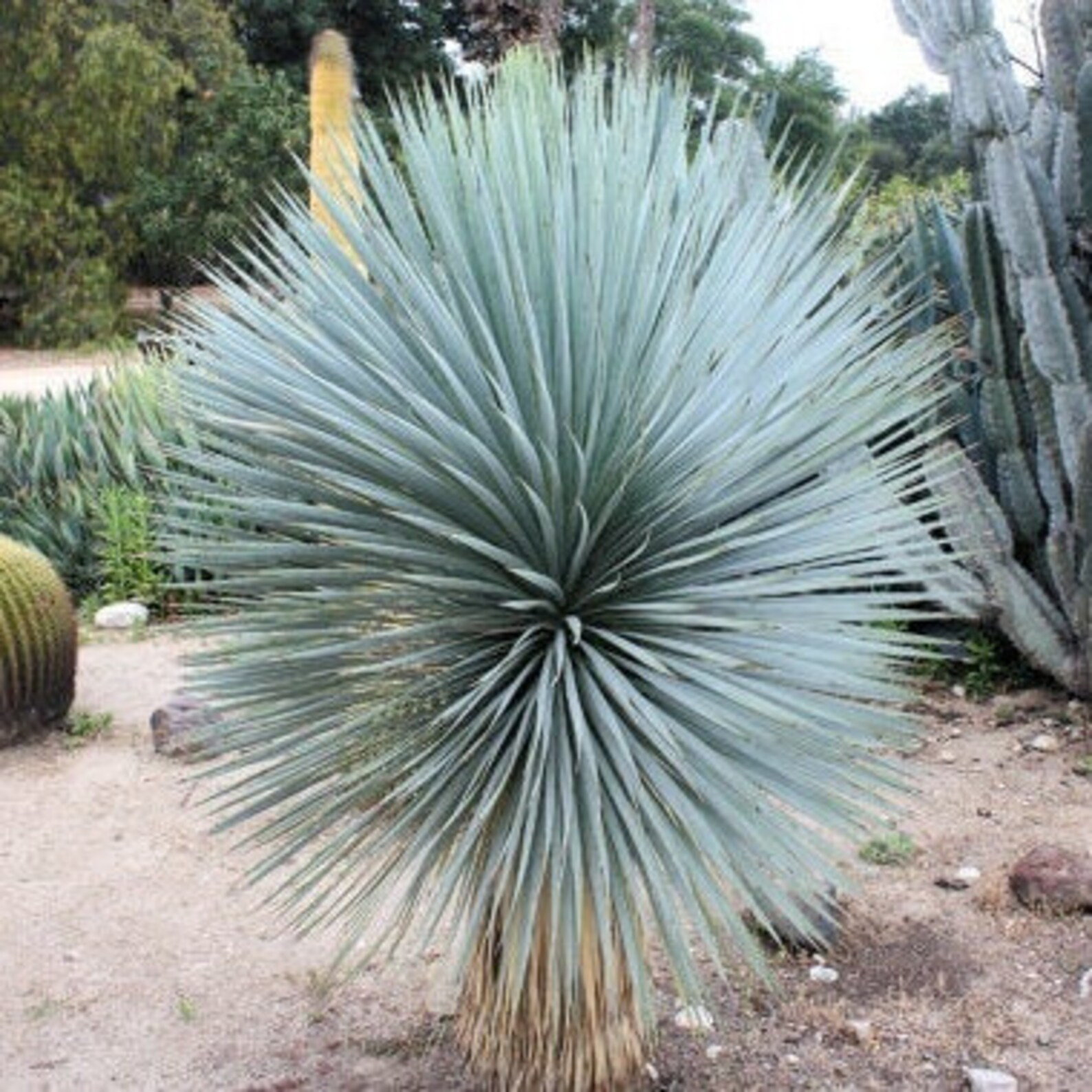 Yucca Rostrata Oregon Blue 'beaked Yucca' COLD HARDY | Etsy