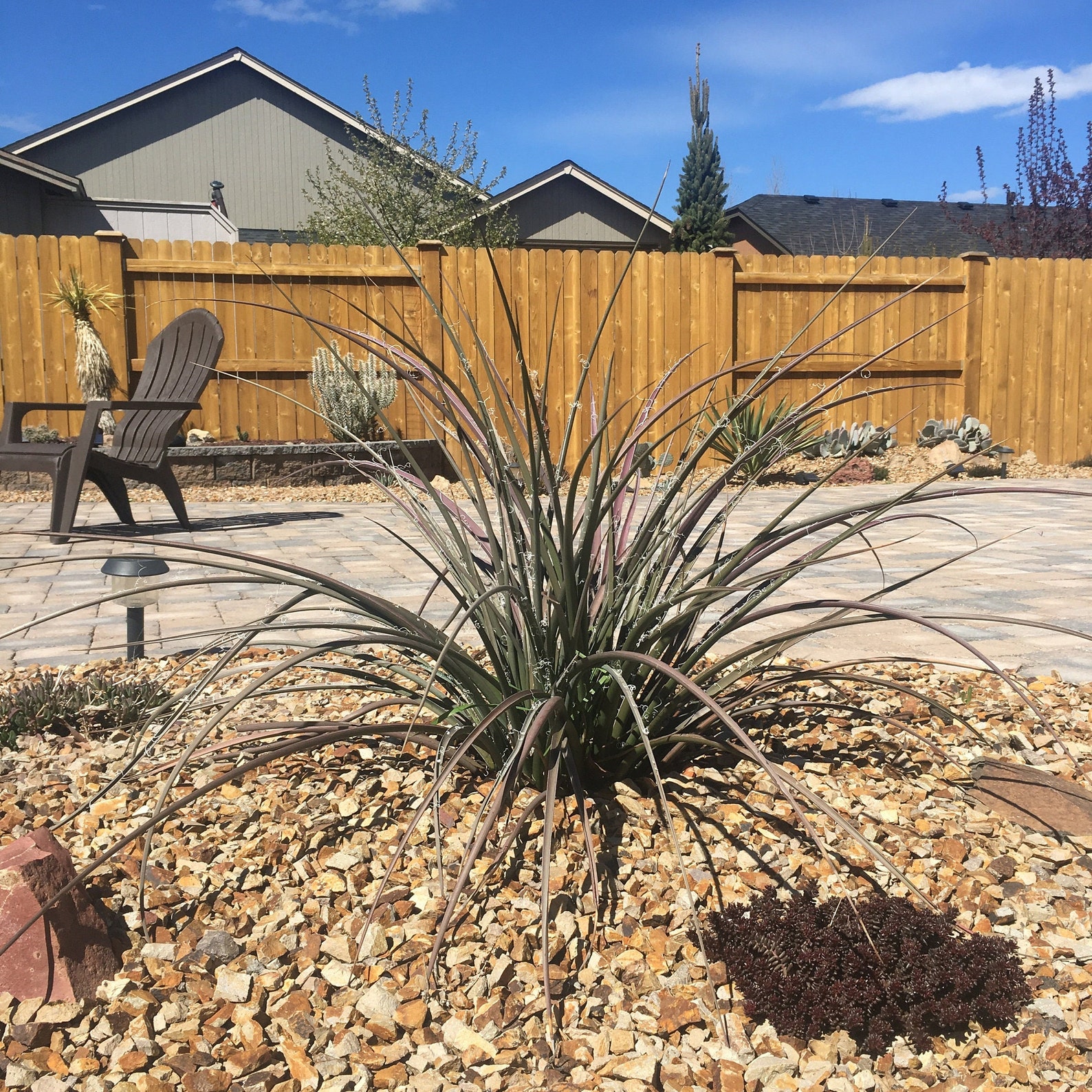 Hesperaloe Parviflora (texas Red Yucca) COLD HARDY Zone 5! - Etsy