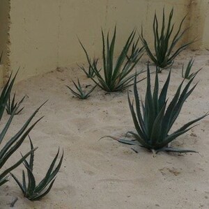 Agave Lechuguilla 'shin Dagger" COLD HARDY ZONE 6 - Live Plant! - Etsy