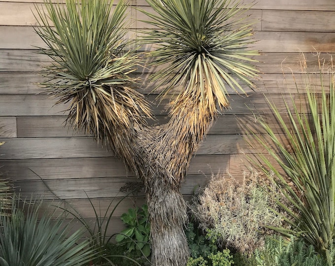 Yucca Thompsoniana 'oregon' (thompson Yucca) COLD HARDY Zone 5! Live ...