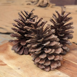 Extra Large 7-8.5 in Pine Cone, Jumbo Pinecone, Large Pinecone, Big ...