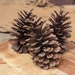 Extra Large 7-8.5 in Pine Cone, Jumbo Pinecone, Large Pinecone, Big ...