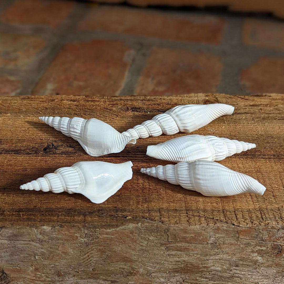 Set of White Strombus Vittatus Conch Shells 2 - 3 Inches | Sea Shells ...