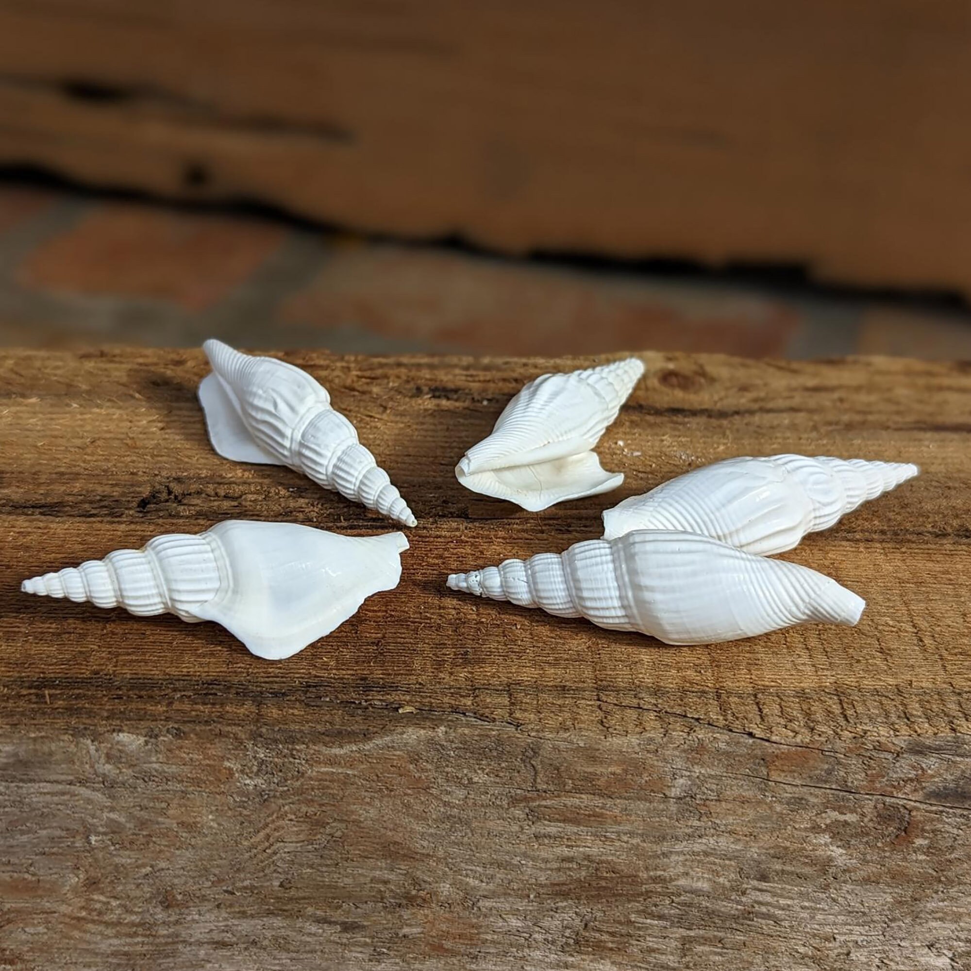 Set of White Strombus Vittatus Conch Shells 2 3 Inches Sea - Etsy