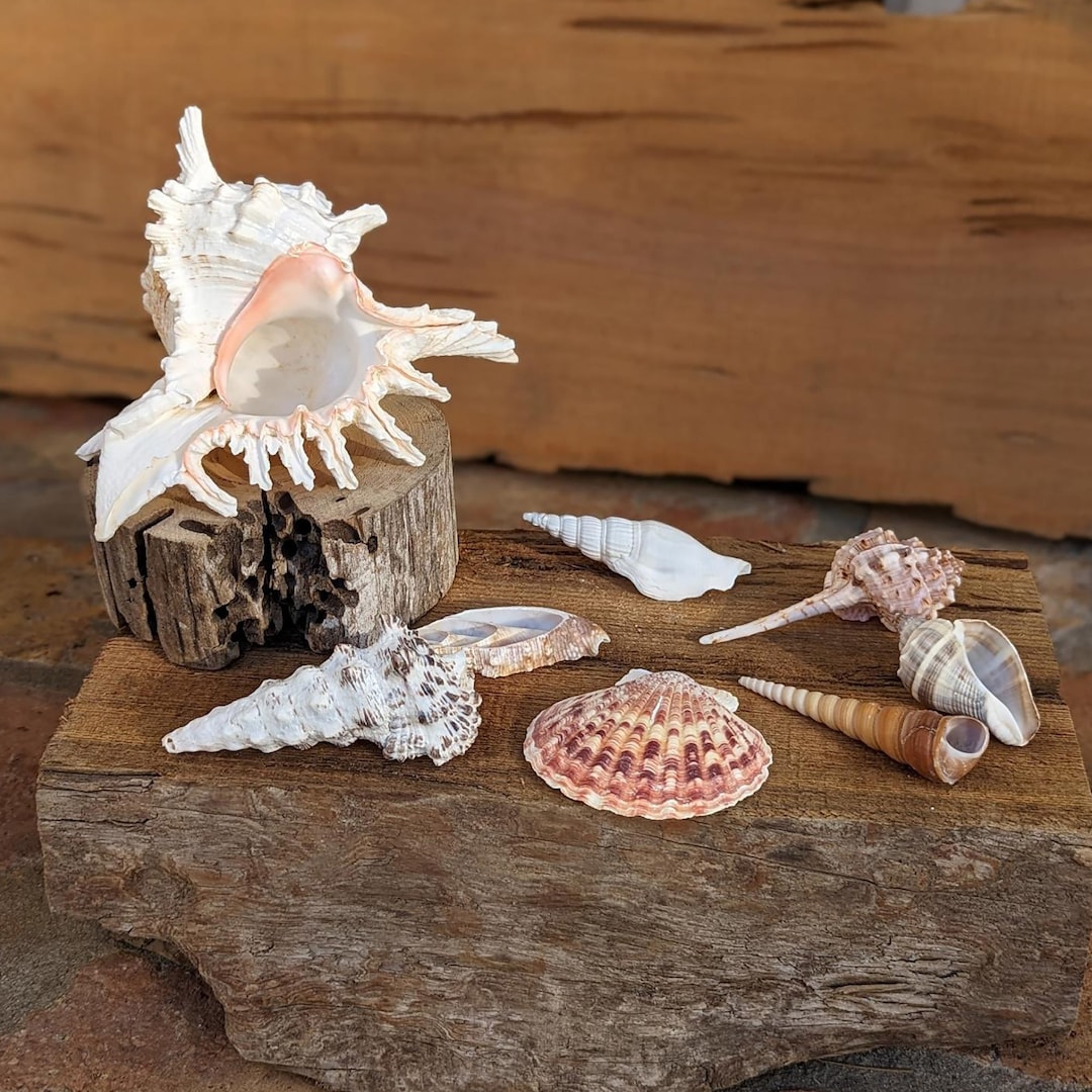 Set of 7 or 8 Unique Natural Shells (2 in - 5 In) | Seashell Décor ...