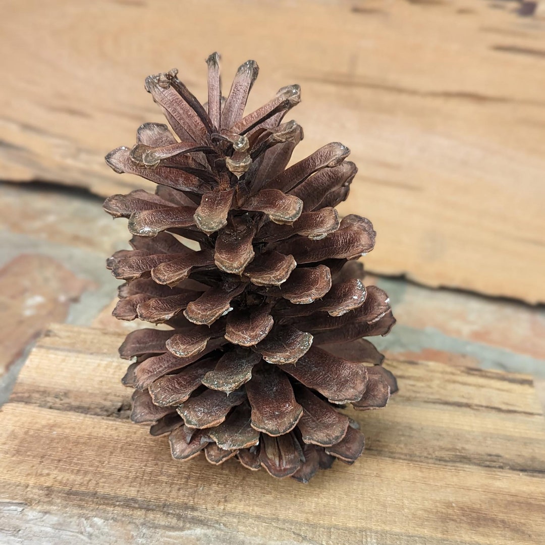 Extra Large 7-8.5 in Pine Cone, Jumbo Pinecone, Large Pinecone, Big Pine Cone, Huge Pinecone ...