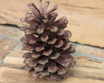 7-8 Jumbo Pine Cone, Large Pine Cone, Jumbo Pinecone, Large Pinecone ...