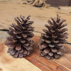 Extra Large 7-8.5 in Pine Cone, Jumbo Pinecone, Large Pinecone, Big ...