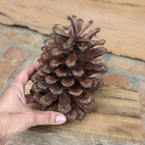 Extra Large 7-8.5 in Pine Cone, Jumbo Pinecone, Large Pinecone, Big Pine Cone, Huge Pinecone ...