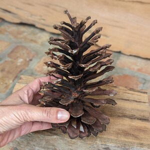 Extra Large 7-8.5 in Pine Cone, Jumbo Pinecone, Large Pinecone, Big Pine Cone, Huge Pinecone ...