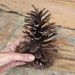 Extra Large 7-8.5 in Pine Cone, Jumbo Pinecone, Large Pinecone, Big ...