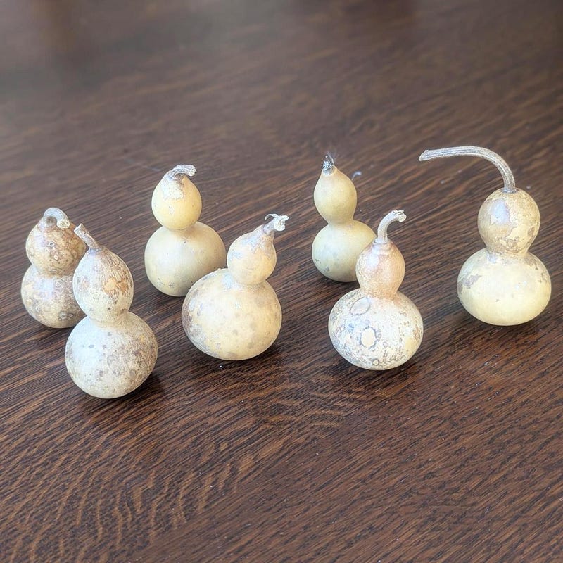 Dried Gourds - Etsy