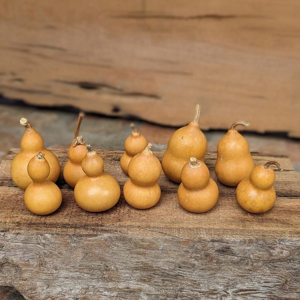 Dried Gourds - Etsy