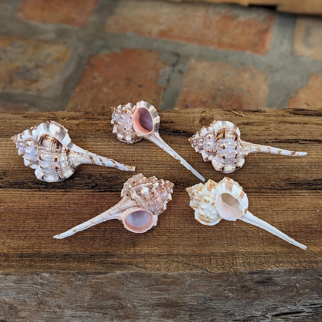 Set of 5 Murex Shells 3-4 in Long | White, Gray and Pink | Seashell ...