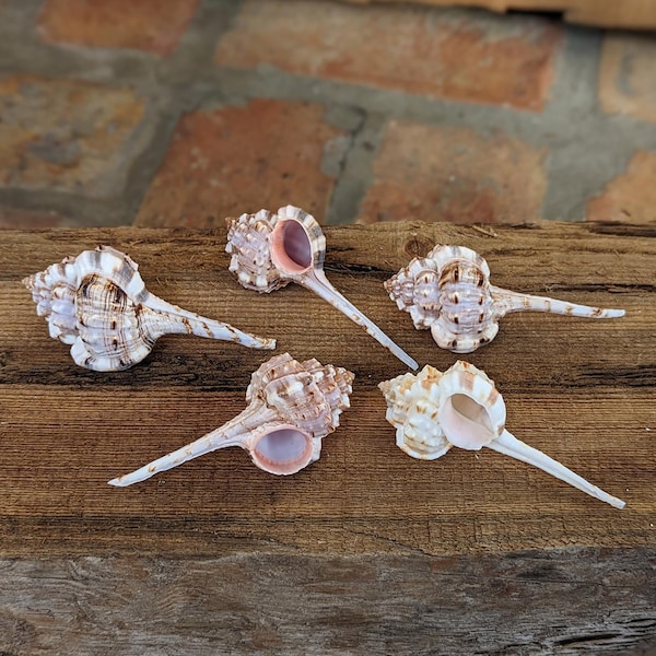 Seashell Decor - Etsy