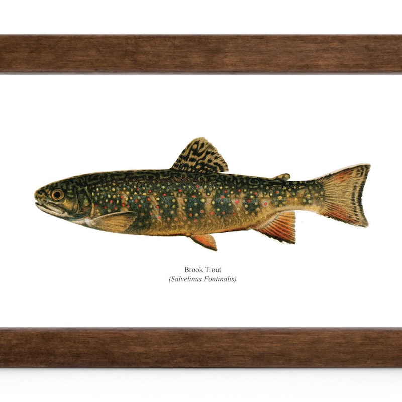 Trout Print - Etsy