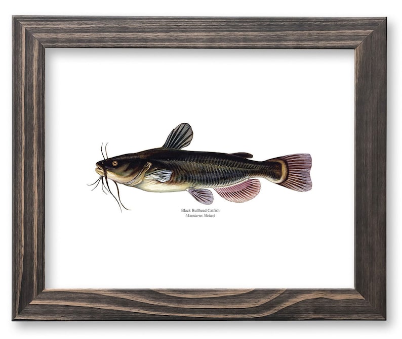 Catfish Vintage Naturalist Print - Etsy