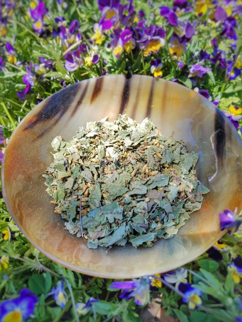 Mexican Dream Herb Calea Zacatechichi Leaf of God Dream - Etsy