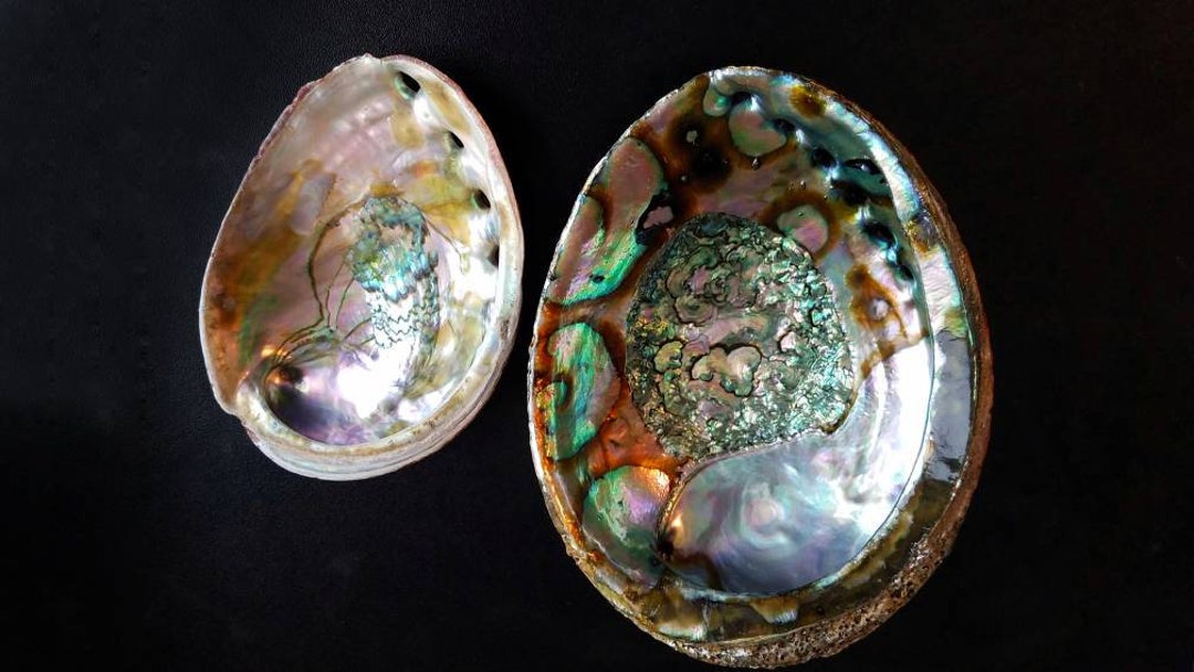 XL Natural Abalone Shell, Premium Blue Abalone, Blue Green Large ...