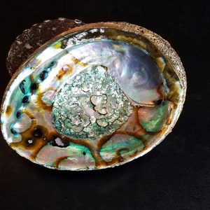 XL Natural Abalone Shell, Premium Blue Abalone, Blue Green Large ...